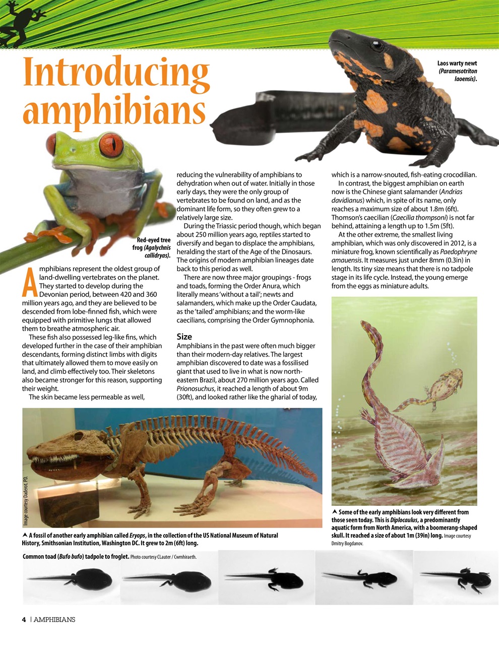 Practical Reptile Keeping Magazine - Practical Pets Series:Amphibians ...