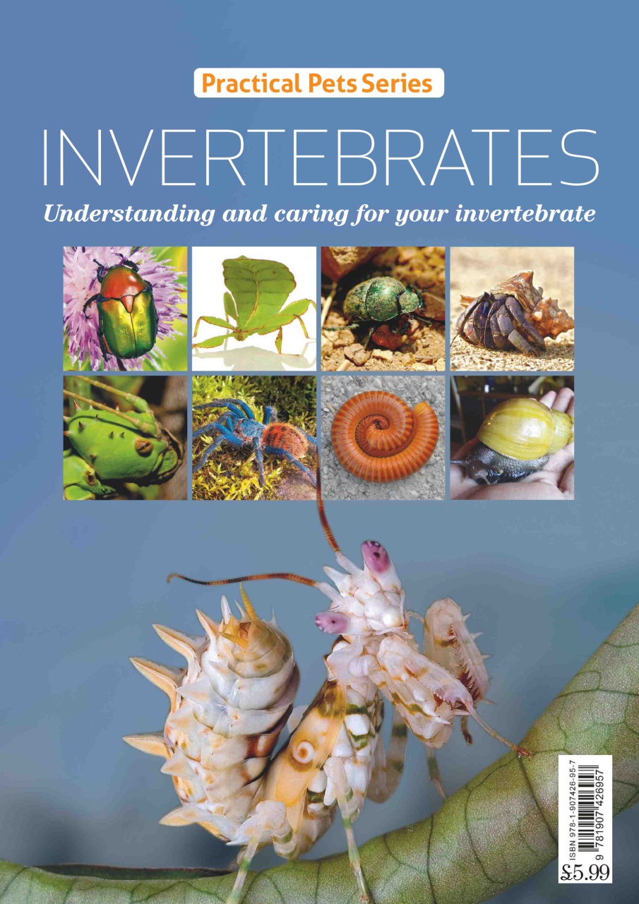 Practical Reptile Keeping Magazine - INVERTEBRATES Understanding and ...