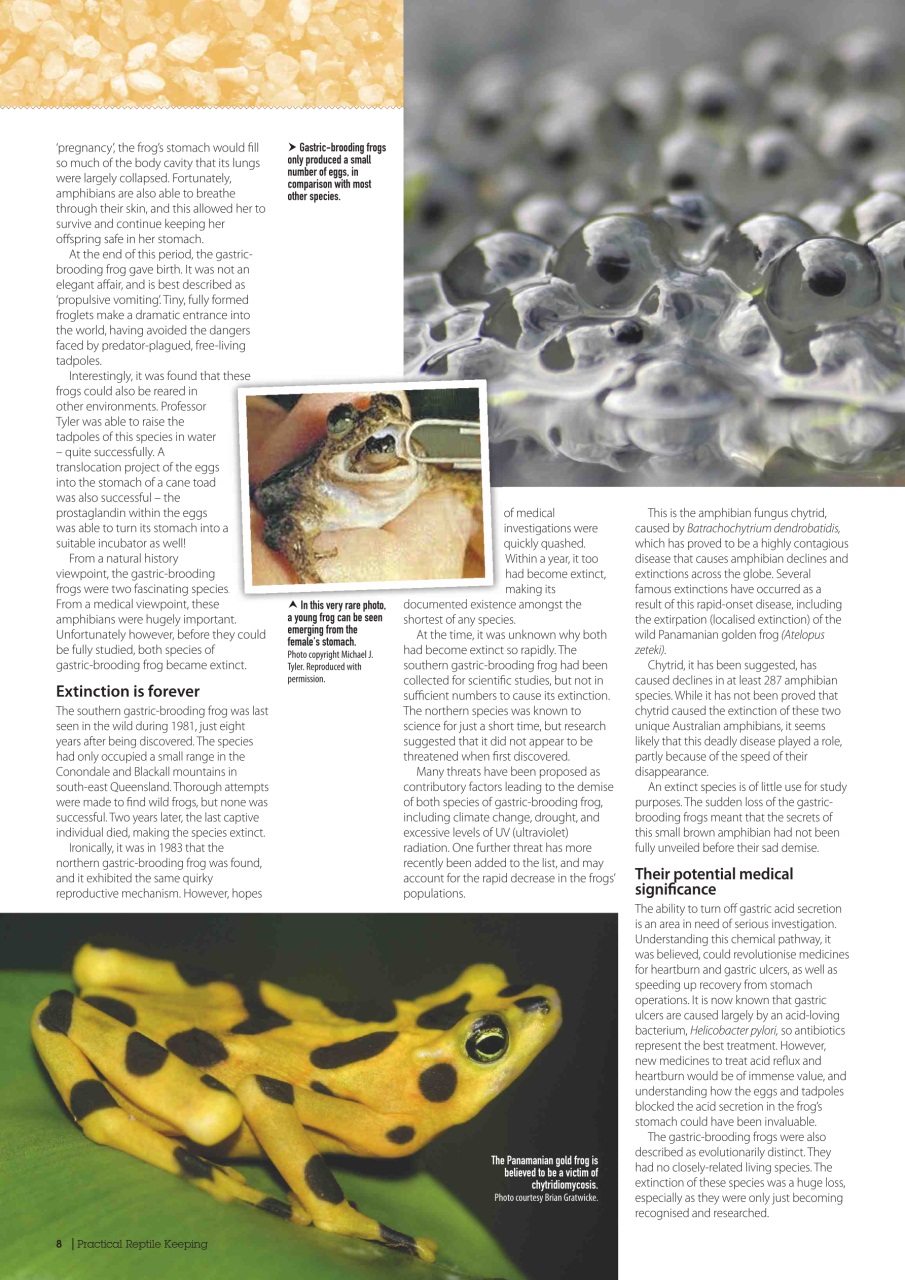 Practical Reptile Keeping Magazine - No.61 Australian snakes Back Issue